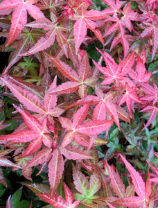 Buy Acer palmatum 'Bonfire' Japanese Maple — Mr Maple │ Buy Japanese ...