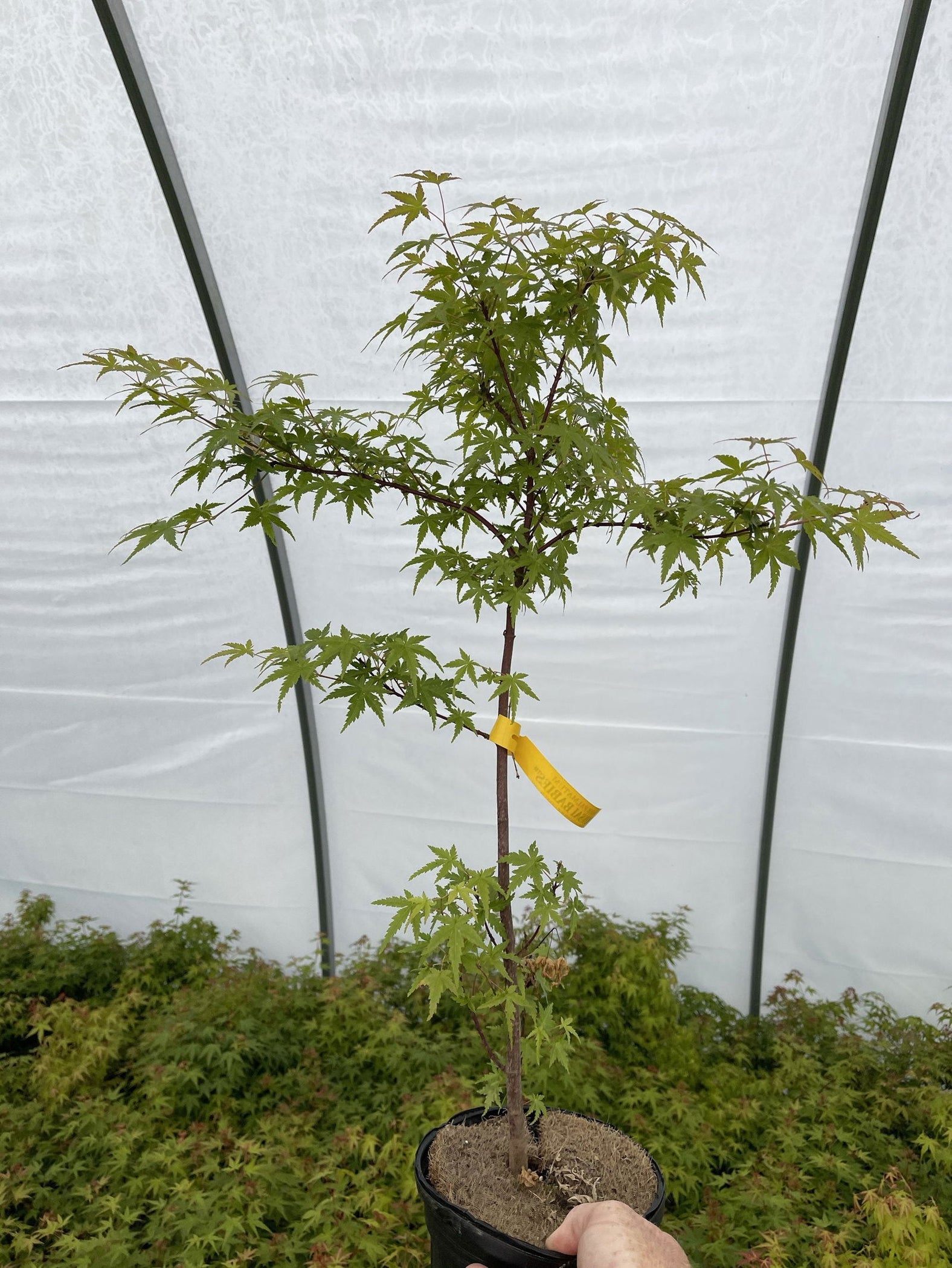 Buy Acer palmatum 'Bonsai Babies' Dwarf Japanese Maple — Mr Maple │ Buy ...