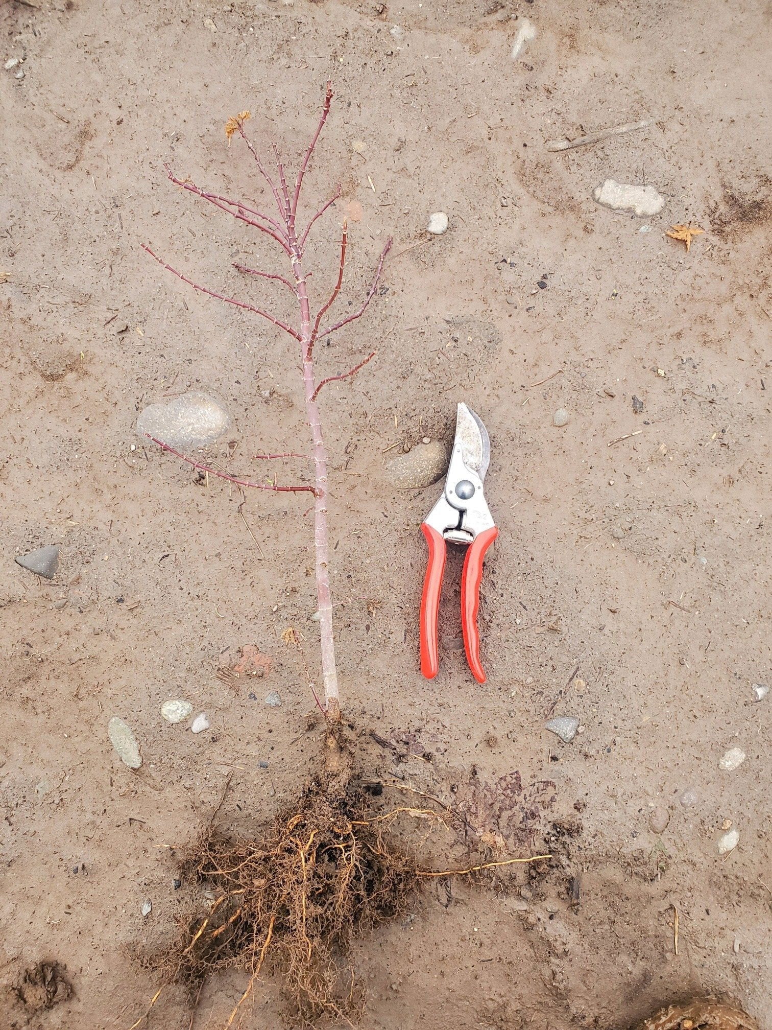 Buy Acer palmatum 'Bonsai Babies' Dwarf Japanese Maple — Mr Maple │ Buy ...