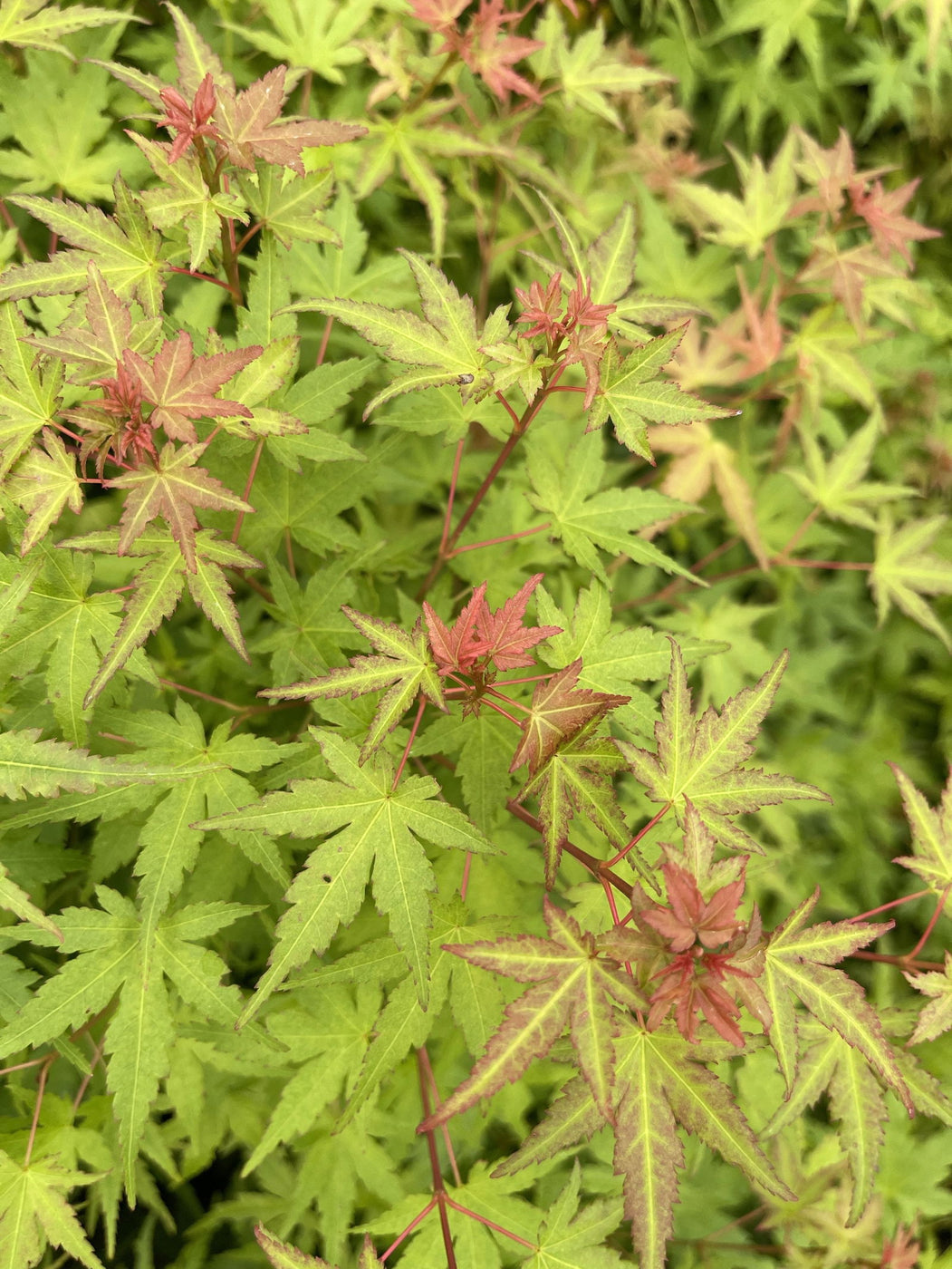 Buy Acer palmatum 'Bonsai Babies' Dwarf Japanese Maple — Mr Maple │ Buy ...