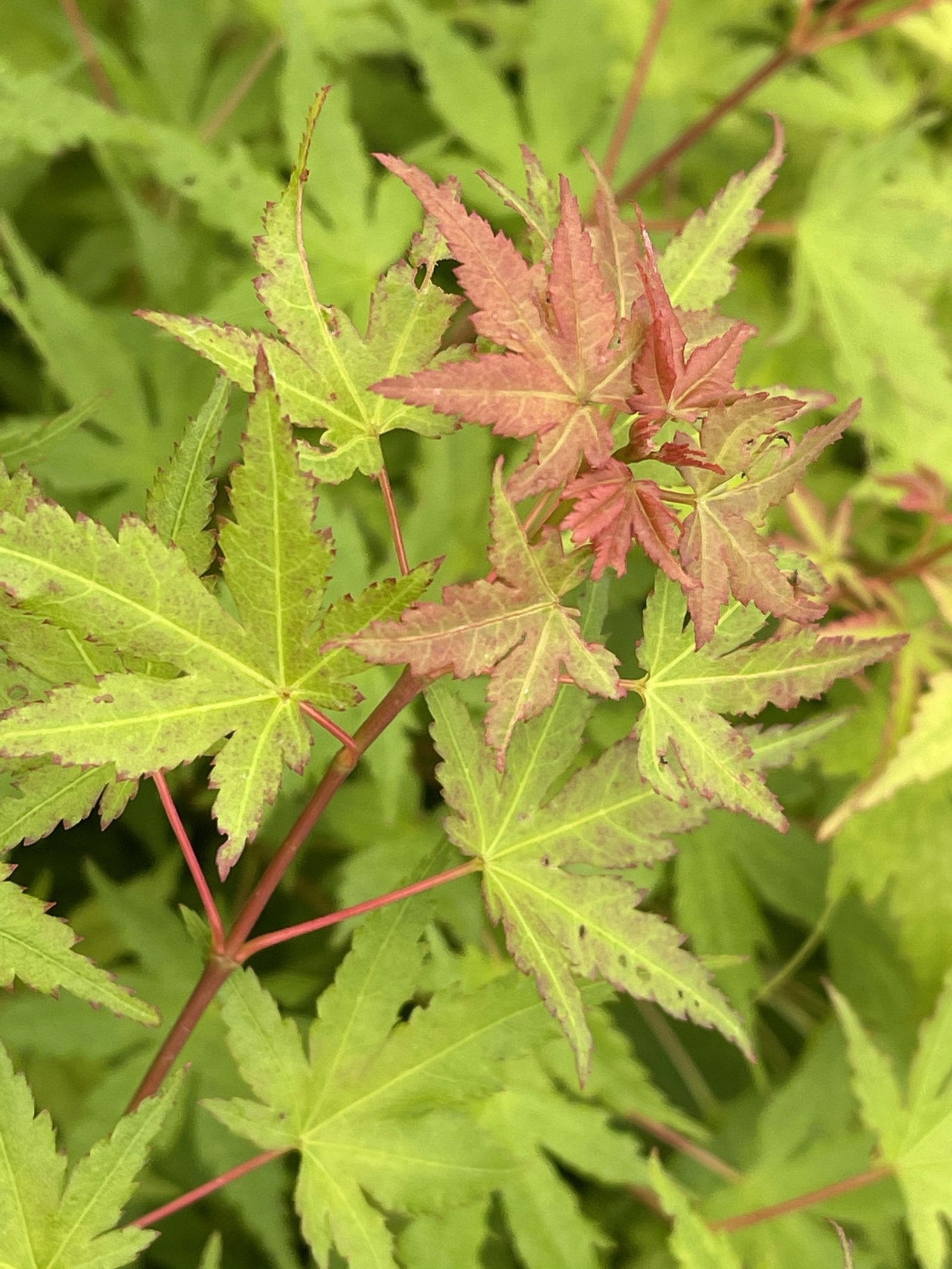 Buy Acer palmatum 'Bonsai Babies' Dwarf Japanese Maple — Mr Maple │ Buy ...