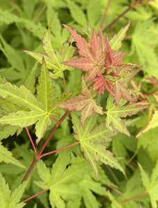 Buy Acer palmatum 'Bonsai Babies' Dwarf Japanese Maple — Mr Maple │ Buy ...