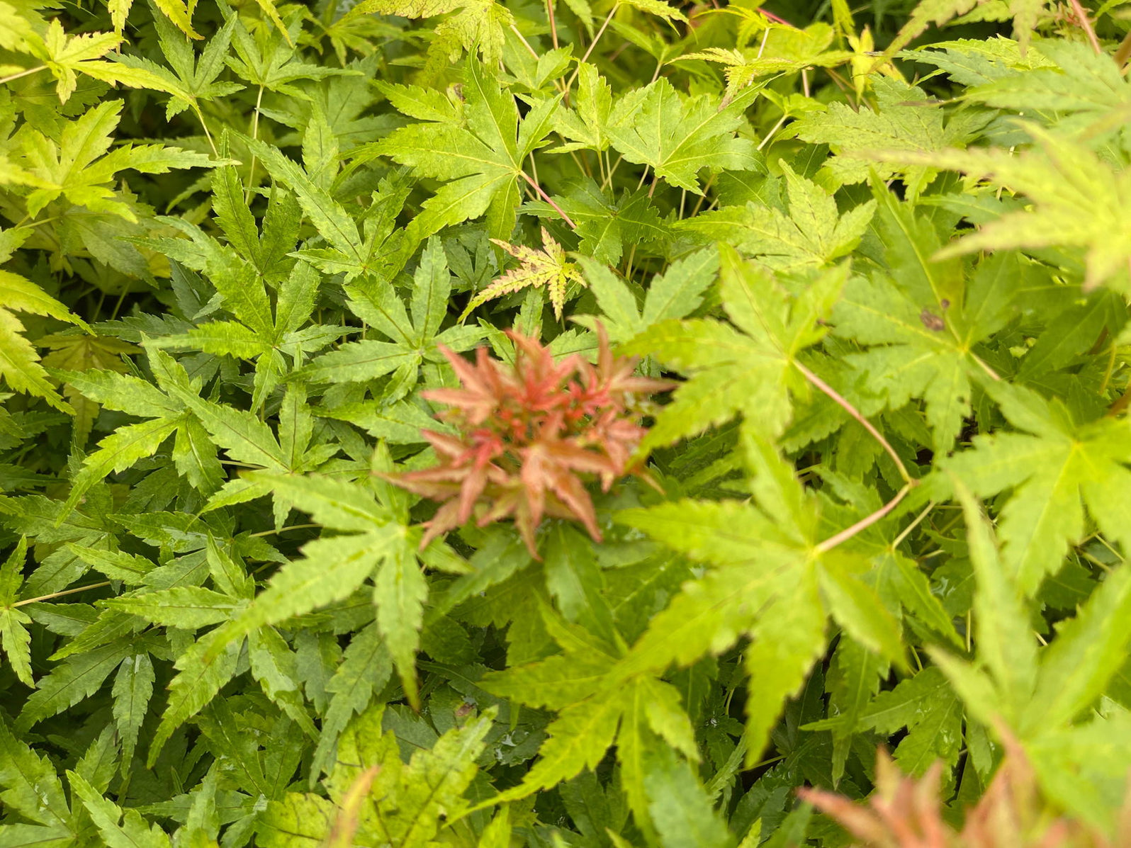 Buy Acer palmatum 'Bonsai Babies' Dwarf Japanese Maple — Mr Maple │ Buy ...