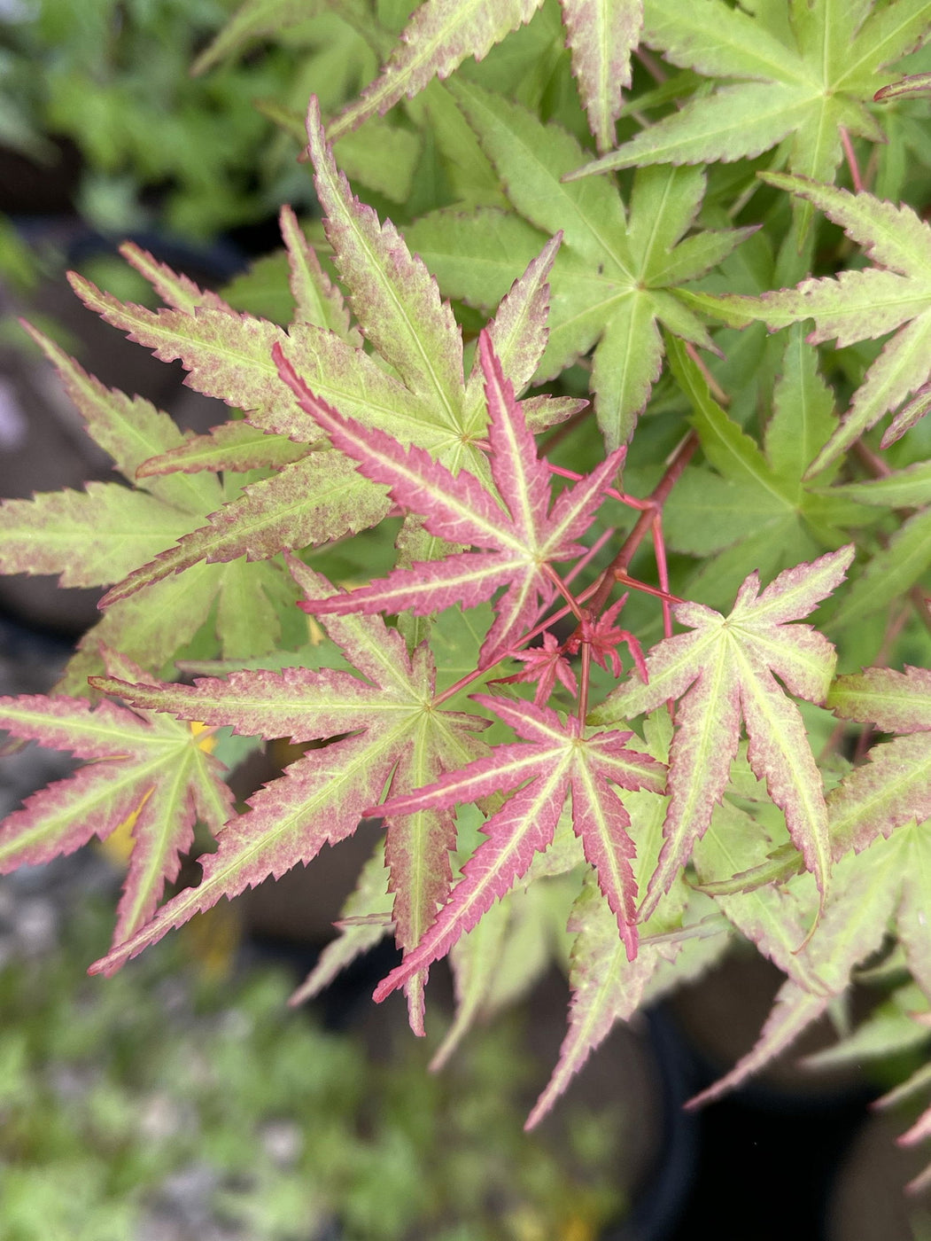 Buy Acer palmatum 'Bonsai Babies' Dwarf Japanese Maple — Mr Maple │ Buy ...