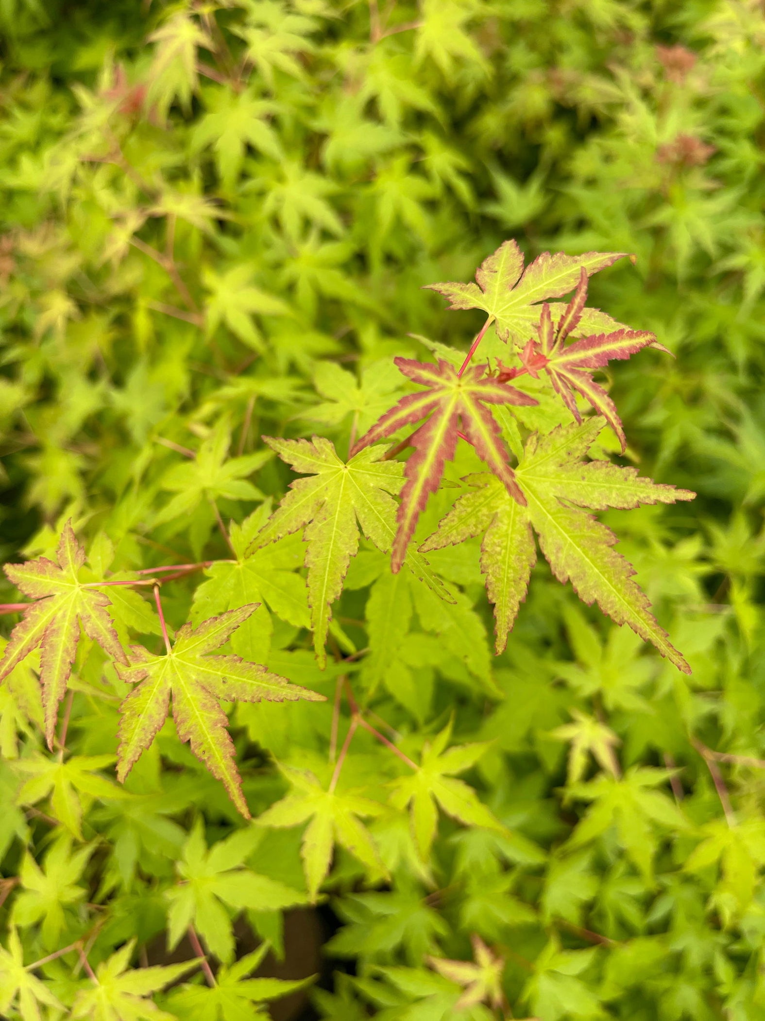 Buy Acer palmatum 'Bonsai Babies' Dwarf Japanese Maple — Mr Maple │ Buy ...