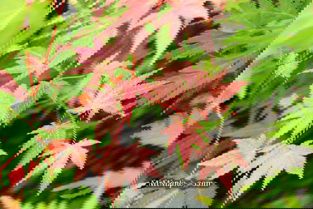 Buy Acer palmatum 'Brandi' Rare Pink Variegated Japanese Maple — Mr ...