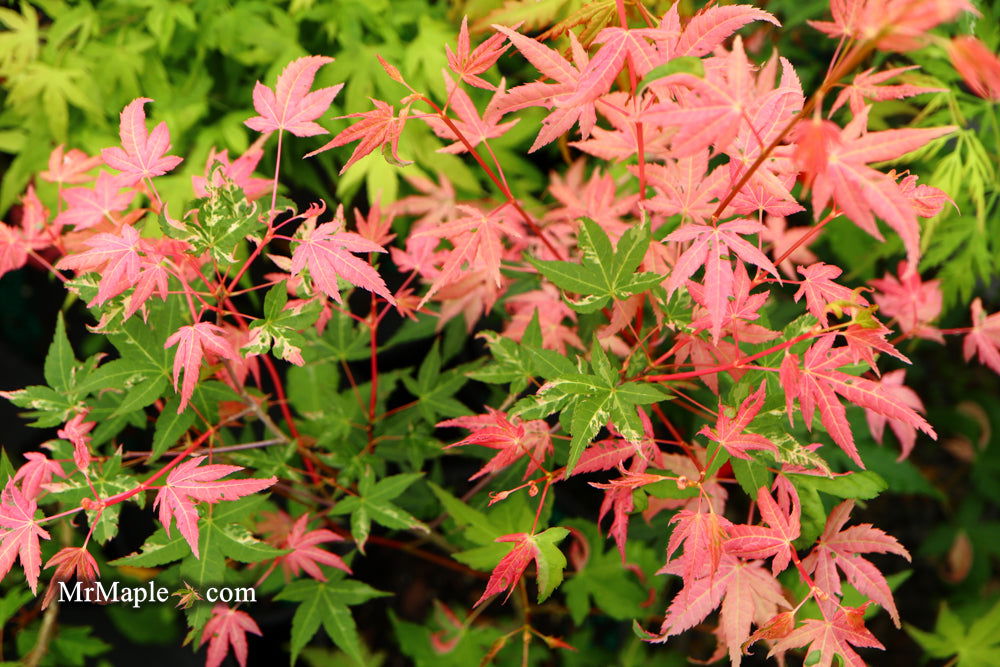 Buy Acer palmatum 'Brandi' Rare Pink Variegated Japanese Maple — Mr ...