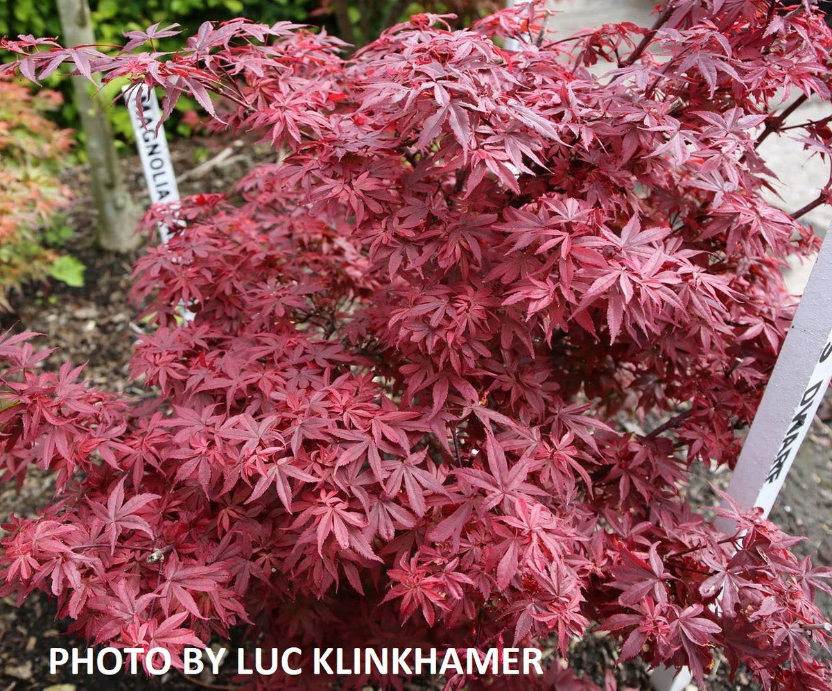 Buy Acer palmatum 'Brandt's Dwarf' Small Red Japanese Maple Tree — Mr ...