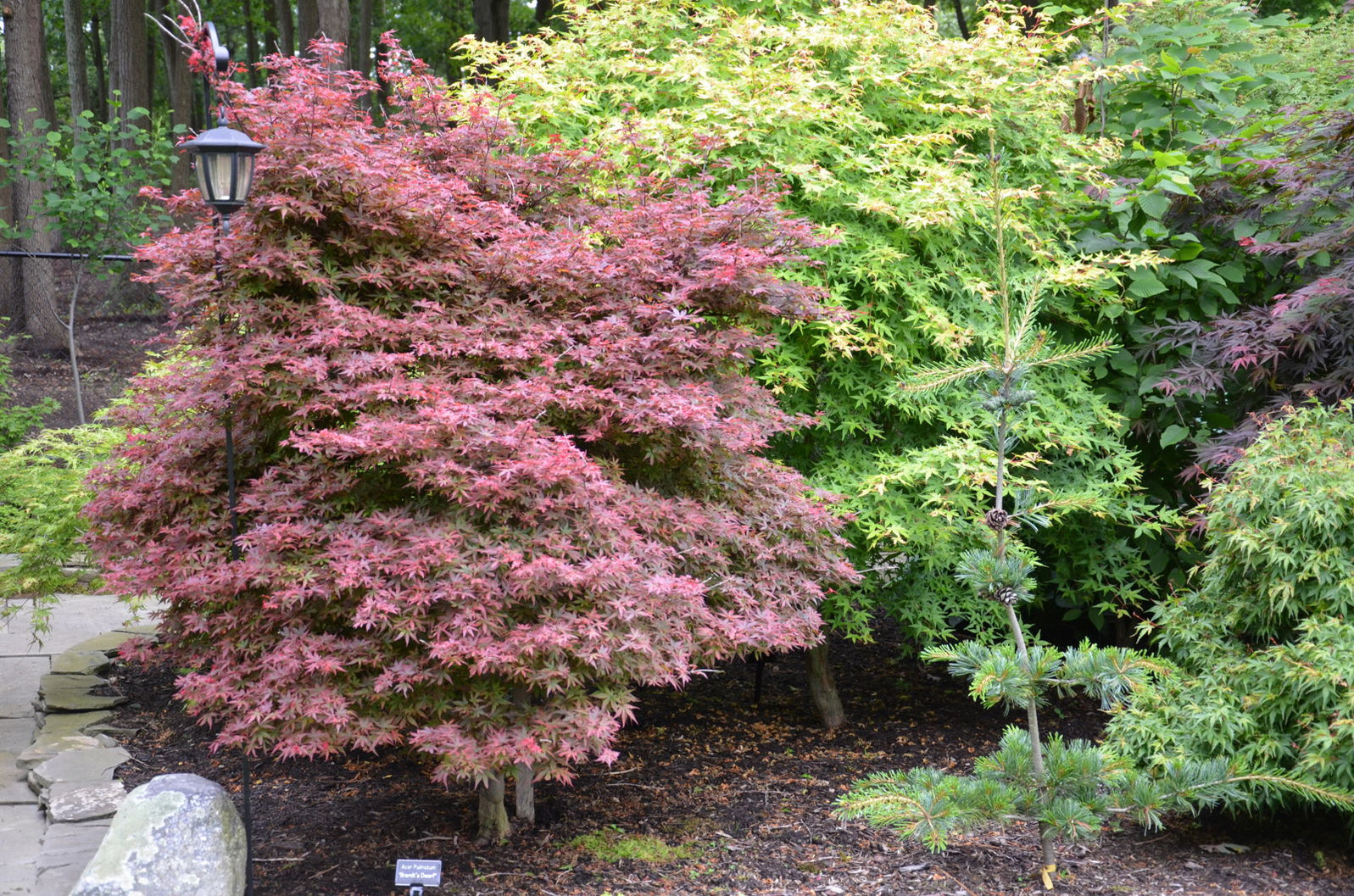 Buy Acer palmatum 'Brandt's Dwarf' Small Red Japanese Maple Tree — Mr ...