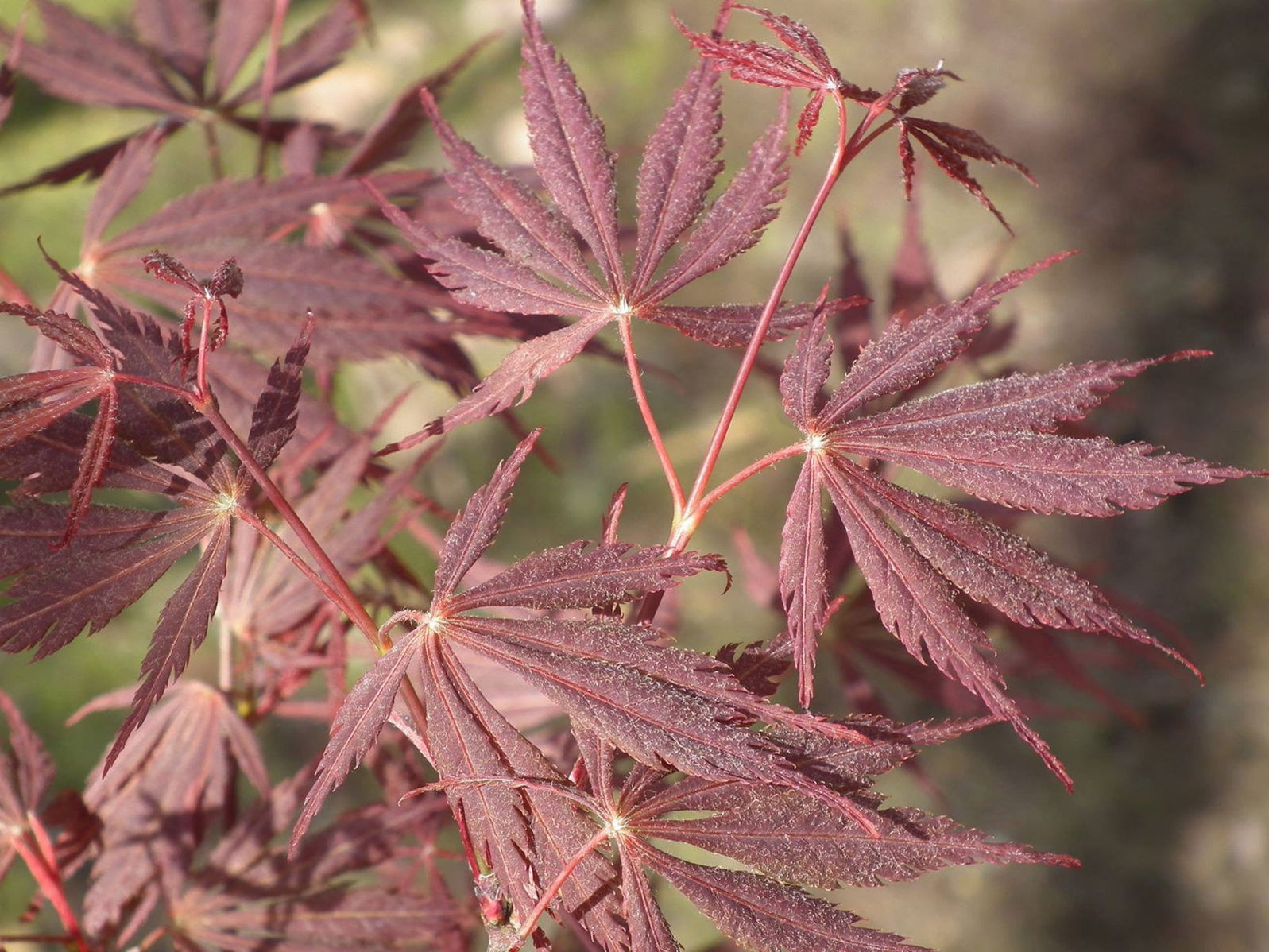 Buy Red Japanese Maples — Mr Maple │ Buy Japanese Maple Trees