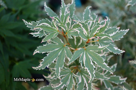 Buy Acer palmatum 'Butterfly' Japanese Maple — Mr Maple │ Buy Japanese ...