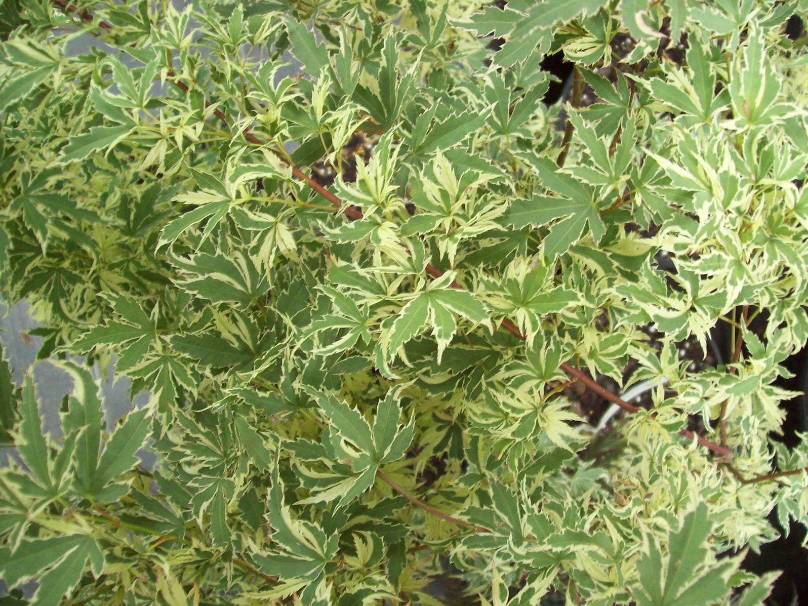 Buy Acer palmatum 'Butterfly' Japanese Maple — Mr Maple │ Buy Japanese ...