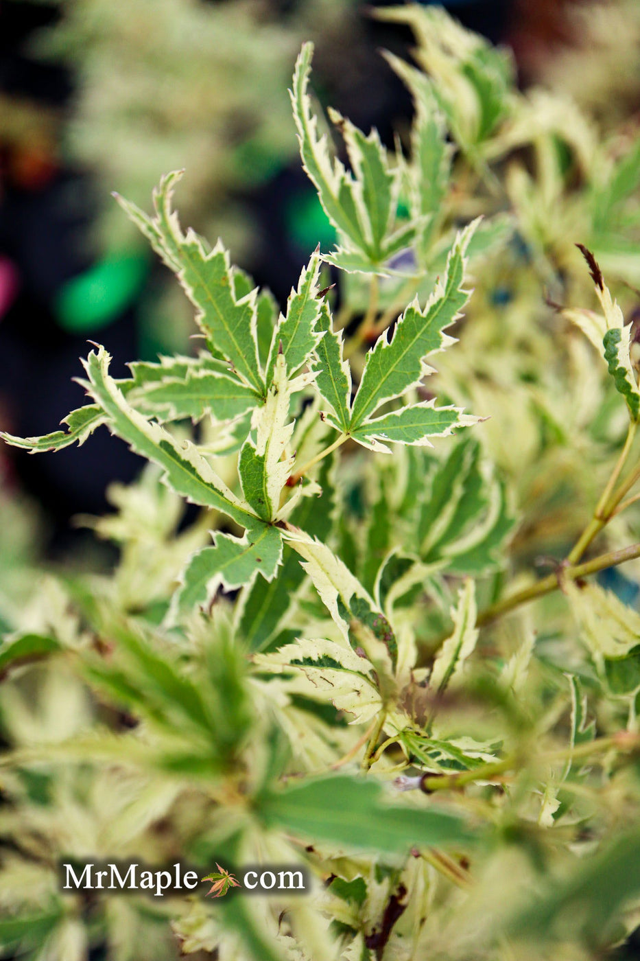 Buy Acer palmatum 'Butterfly' Japanese Maple — Mr Maple │ Buy Japanese ...