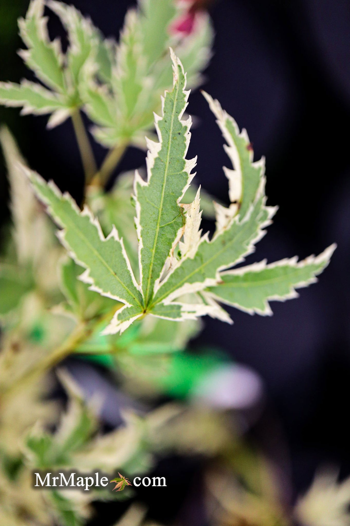 Buy Acer palmatum 'Butterfly' Japanese Maple — Mr Maple │ Buy Japanese ...