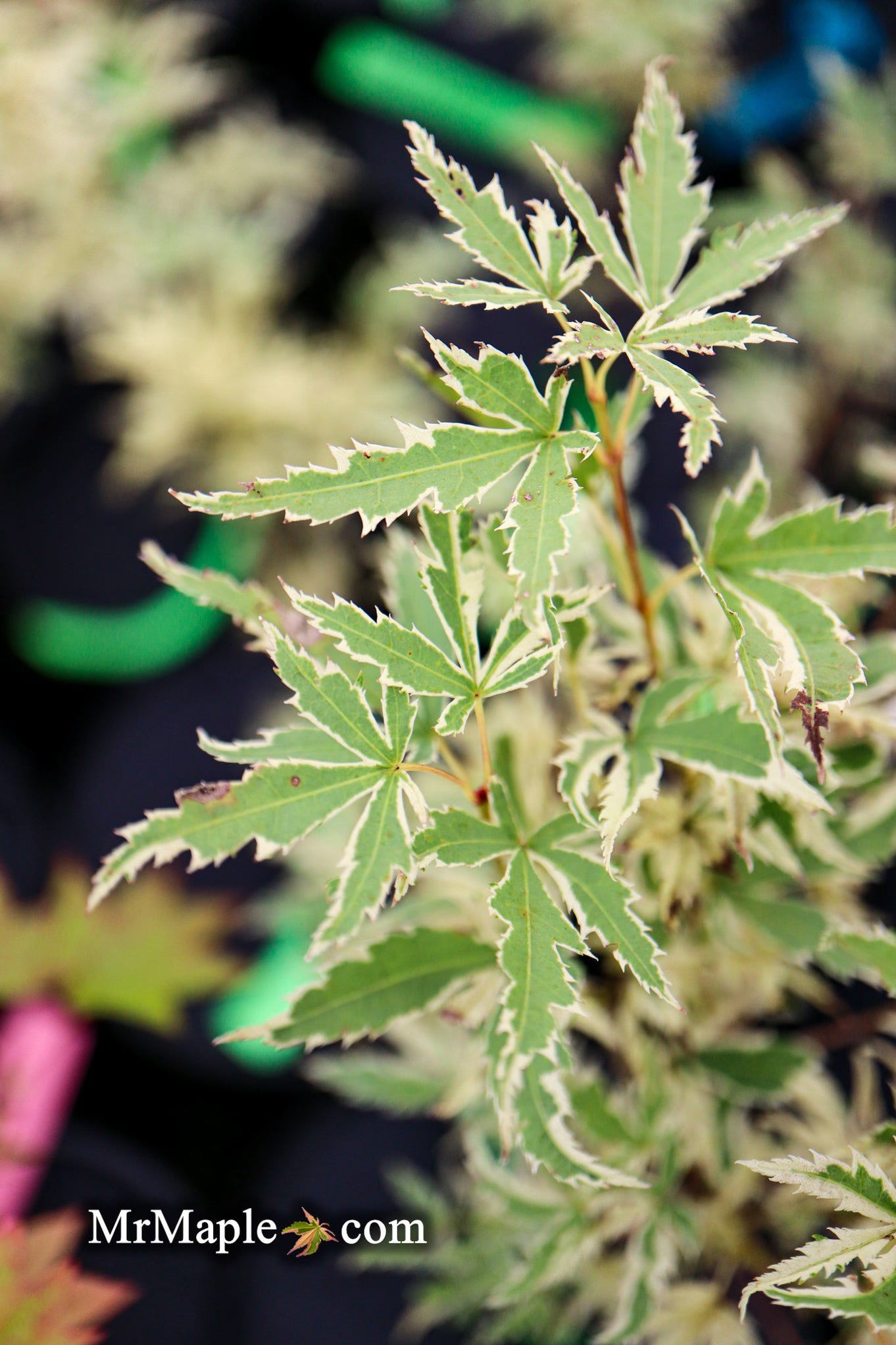 Buy Acer palmatum 'Butterfly' Japanese Maple — Mr Maple │ Buy Japanese ...