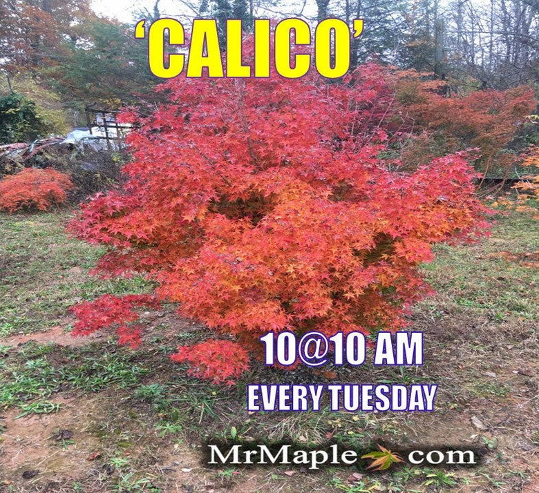 Buy Acer palmatum 'Calico' Japanese Maple Tree — Mr Maple │ Buy ...