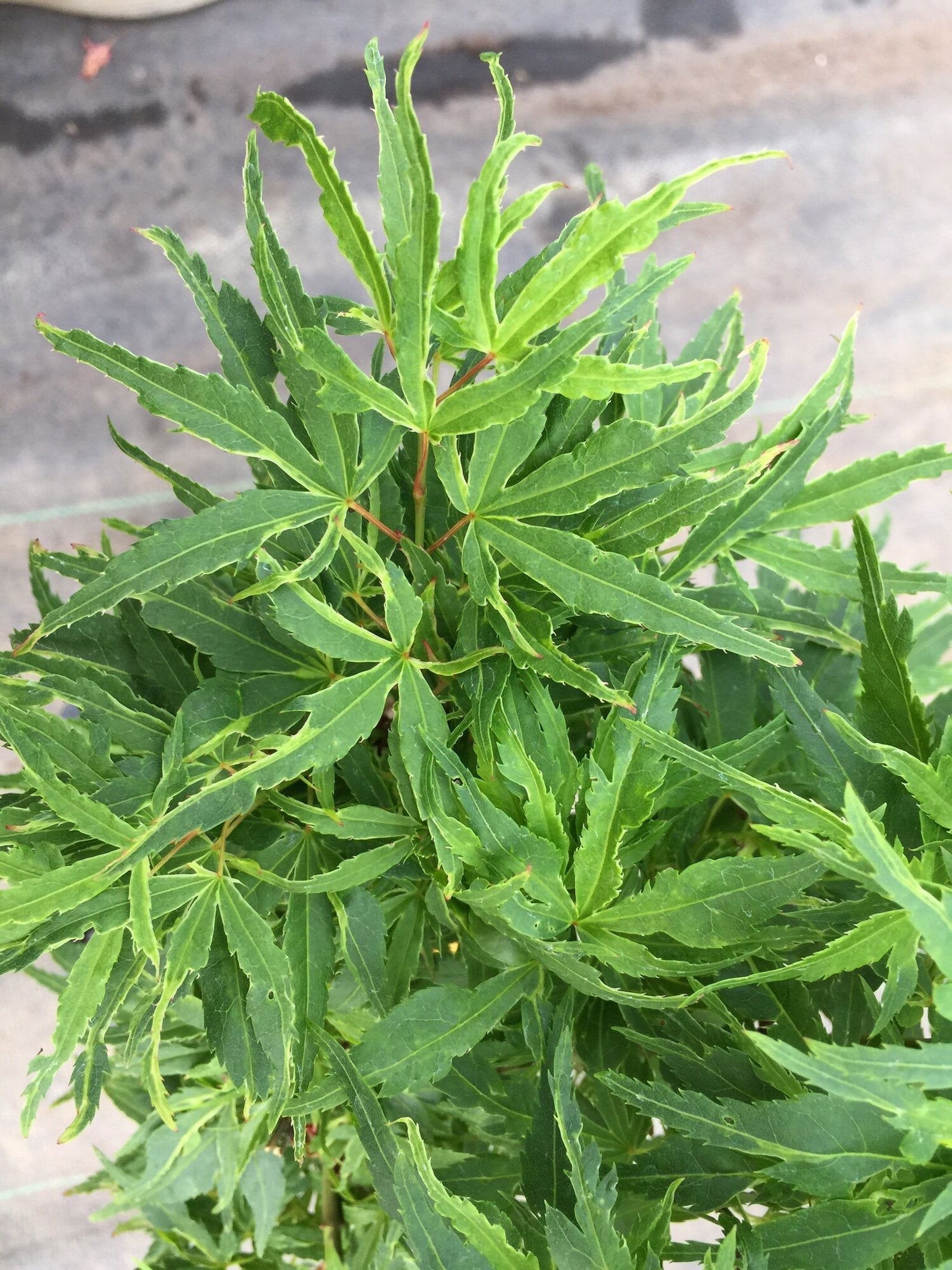 Buy Dwarf Japanese Maples — Mr Maple │ Buy Japanese Maple Trees