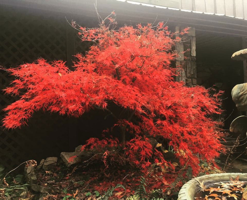 Buy Acer palmatum 'Chantilly Lace' Japanese Maple — Mr Maple │ Buy ...