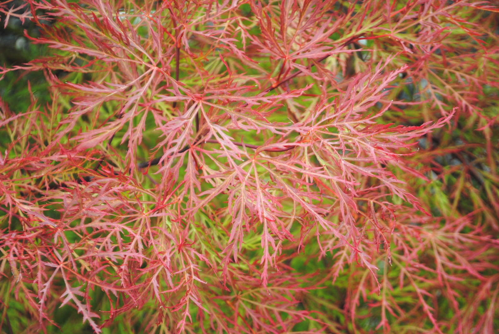 Buy Acer palmatum 'Chantilly Lace' Japanese Maple — Mr Maple │ Buy ...
