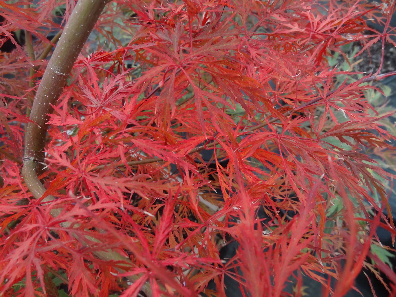Buy Acer palmatum 'Chantilly Lace' Japanese Maple — Mr Maple │ Buy ...