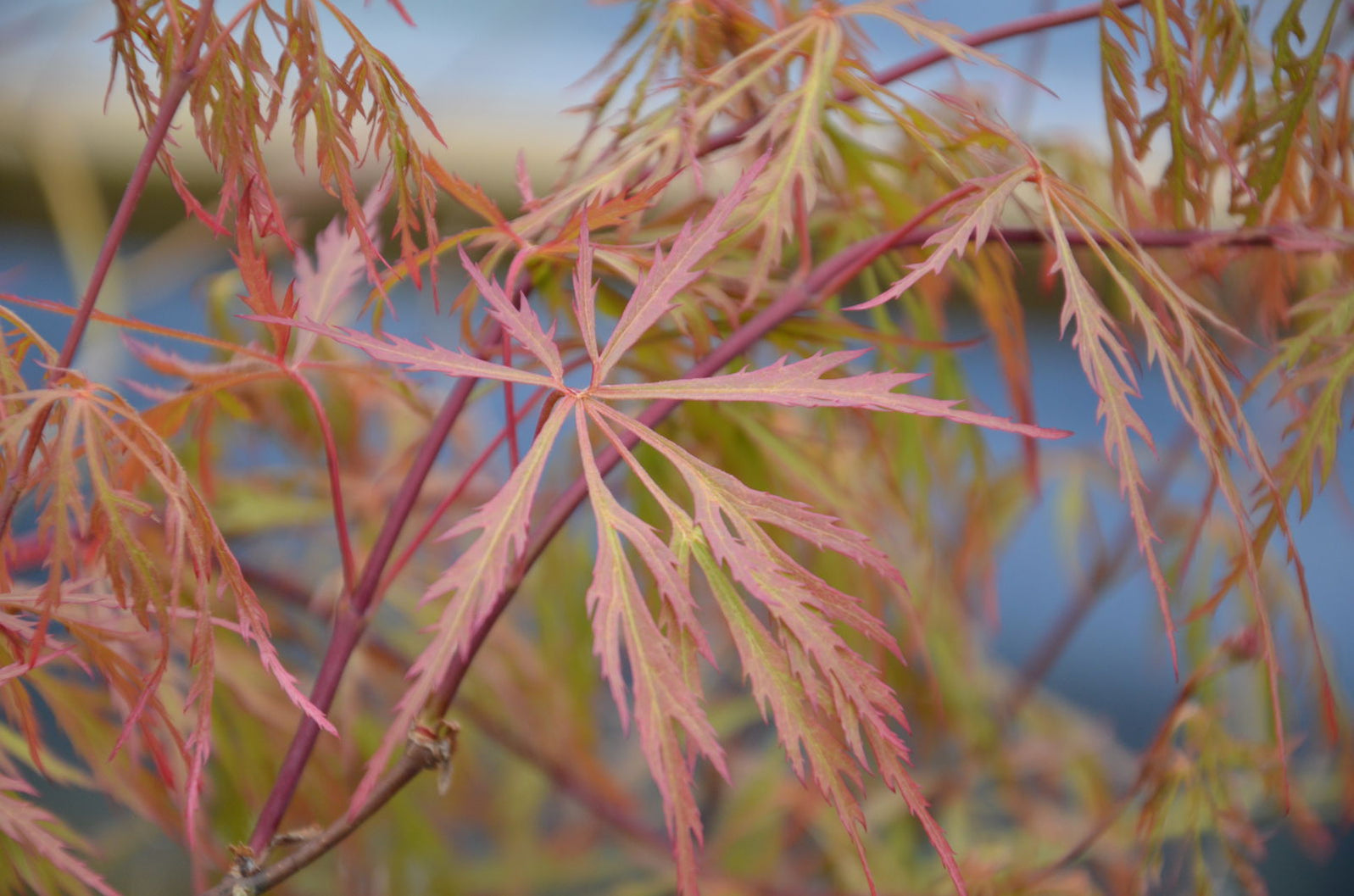 Buy Acer palmatum 'Chantilly Lace' Japanese Maple — Mr Maple │ Buy ...