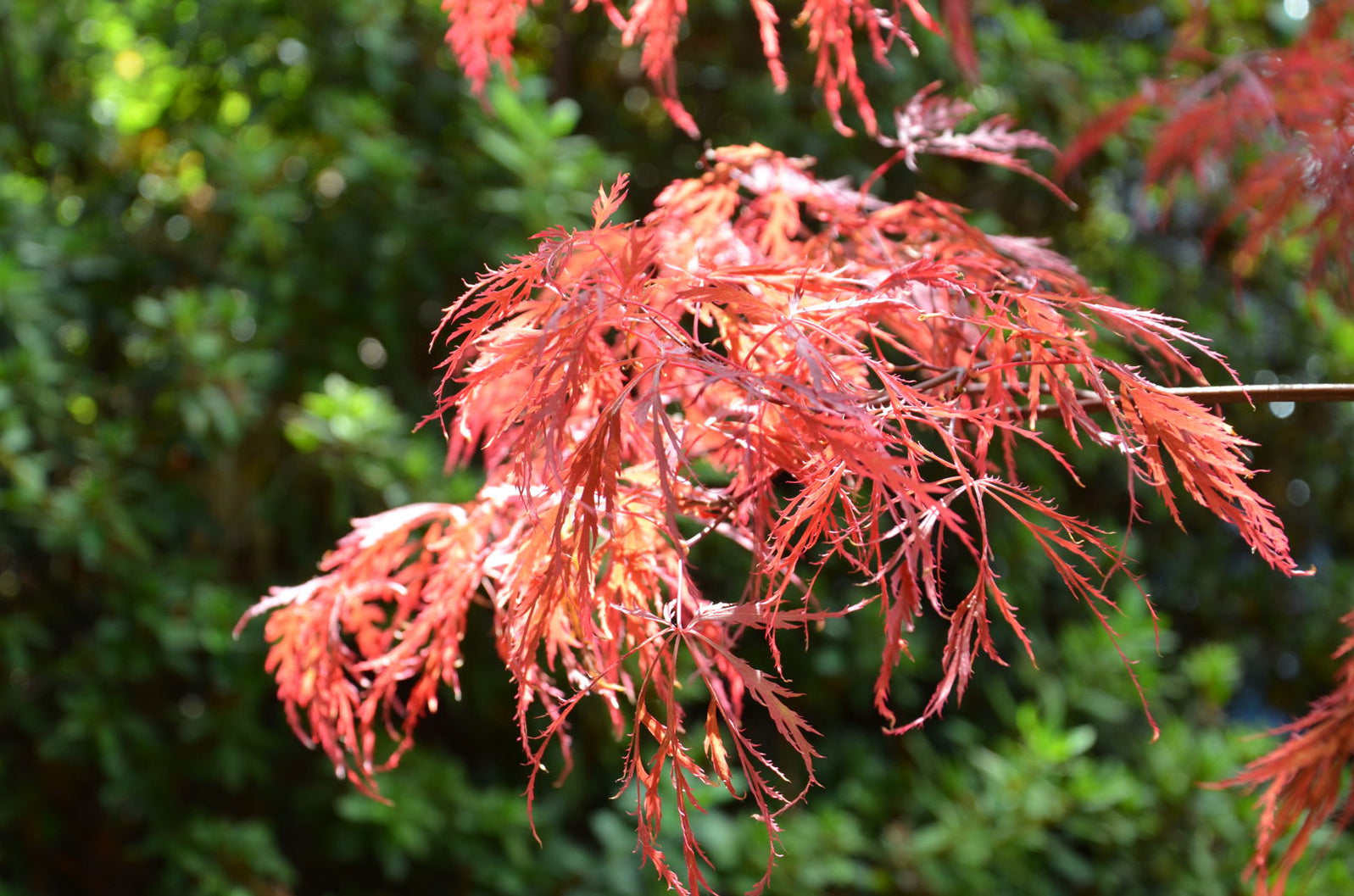 Buy Acer palmatum 'Chantilly Lace' Japanese Maple — Mr Maple │ Buy ...