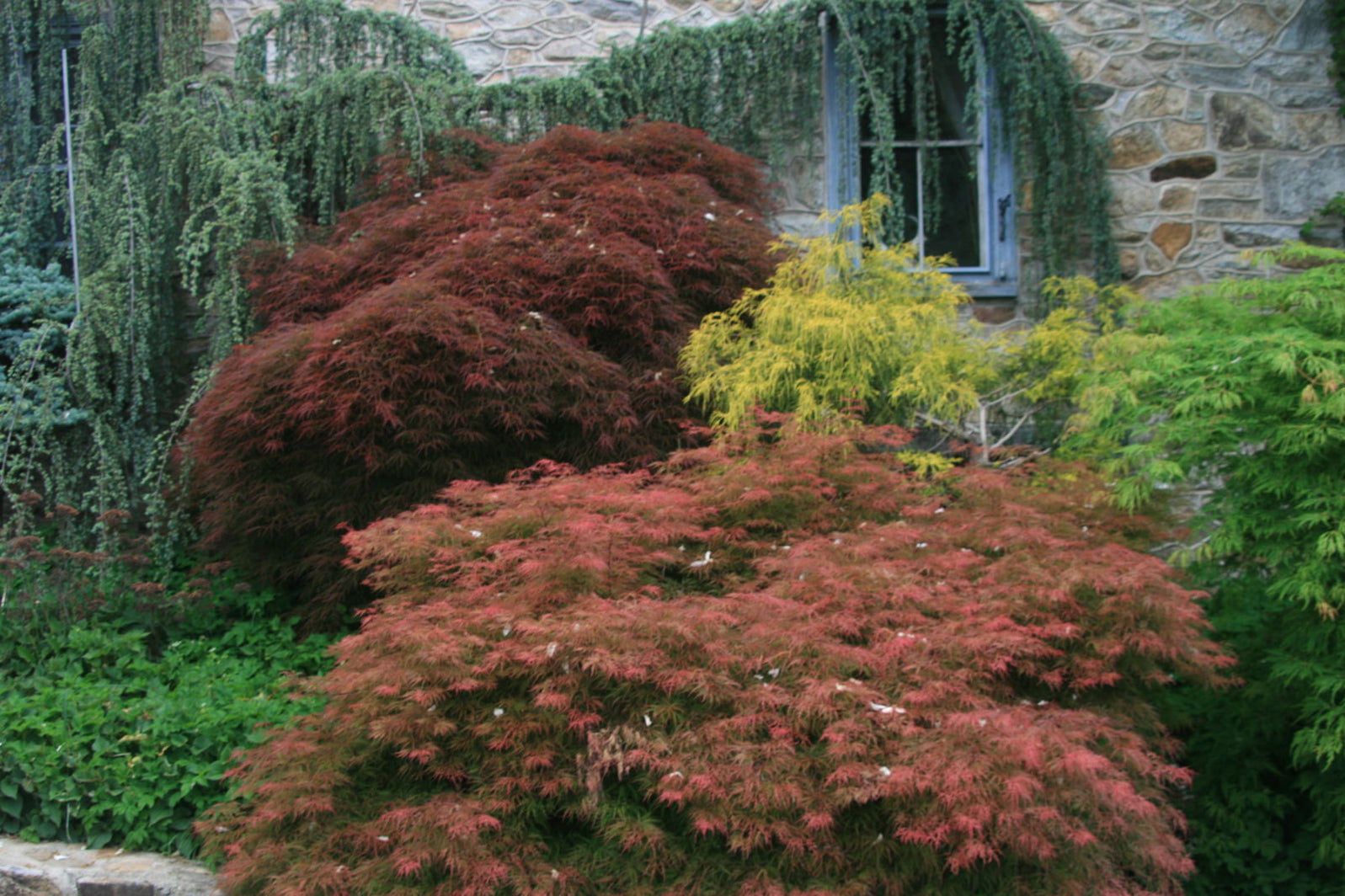 Buy Acer palmatum 'Chantilly Lace' Japanese Maple — Mr Maple │ Buy ...