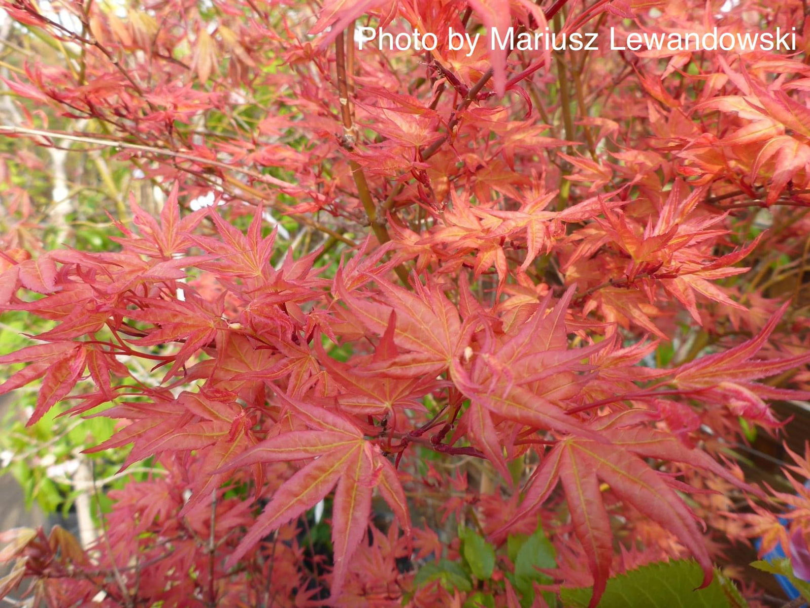 Buy Acer palmatum 'Chishio' Red Japanese Maple — Mr Maple │ Buy ...