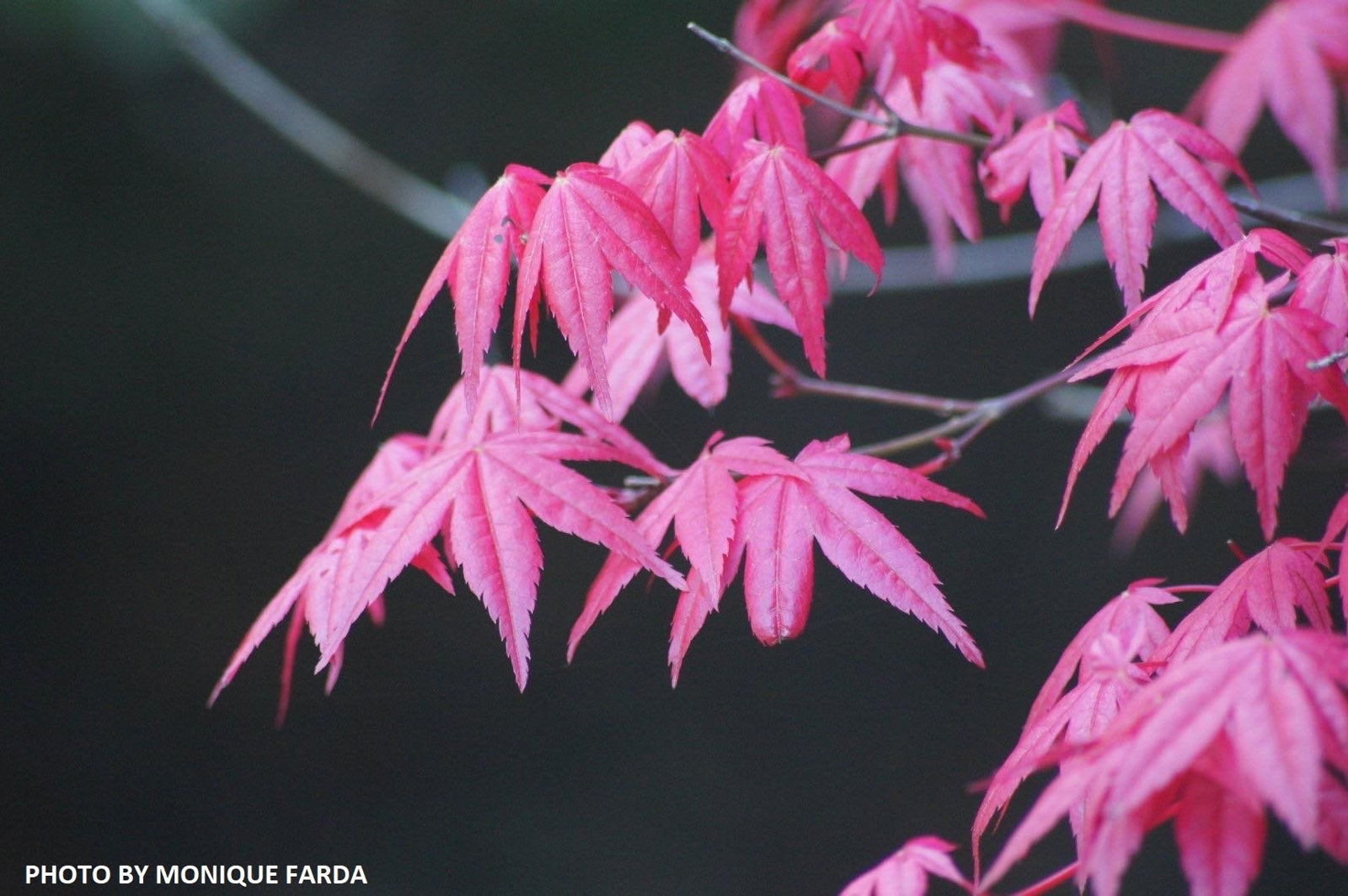 Buy Acer palmatum 'Chisio Imrpoved' Red Japanese Maple — Mr Maple │ Buy ...
