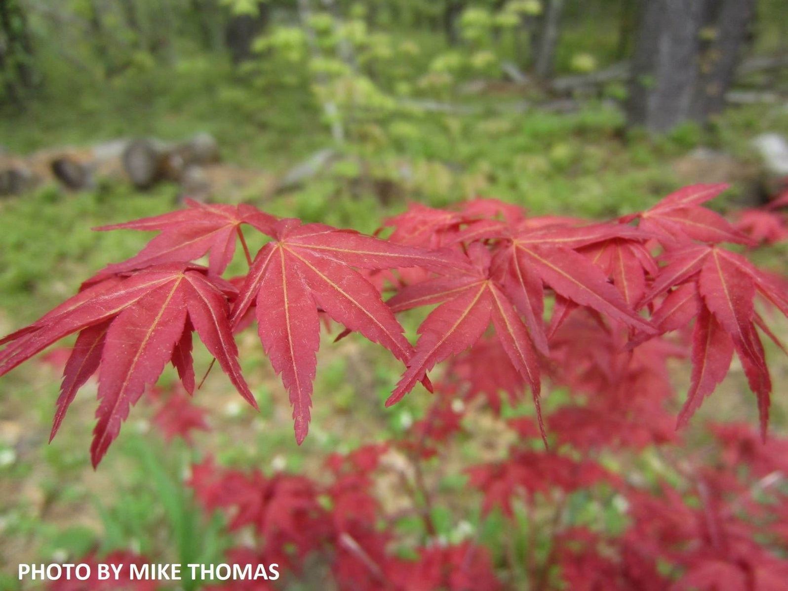 Buy Acer palmatum 'Chisio Imrpoved' Red Japanese Maple — Mr Maple │ Buy ...