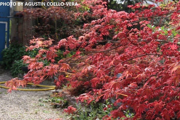 Buy Acer palmatum 'Chisio Imrpoved' Red Japanese Maple — Mr Maple │ Buy ...