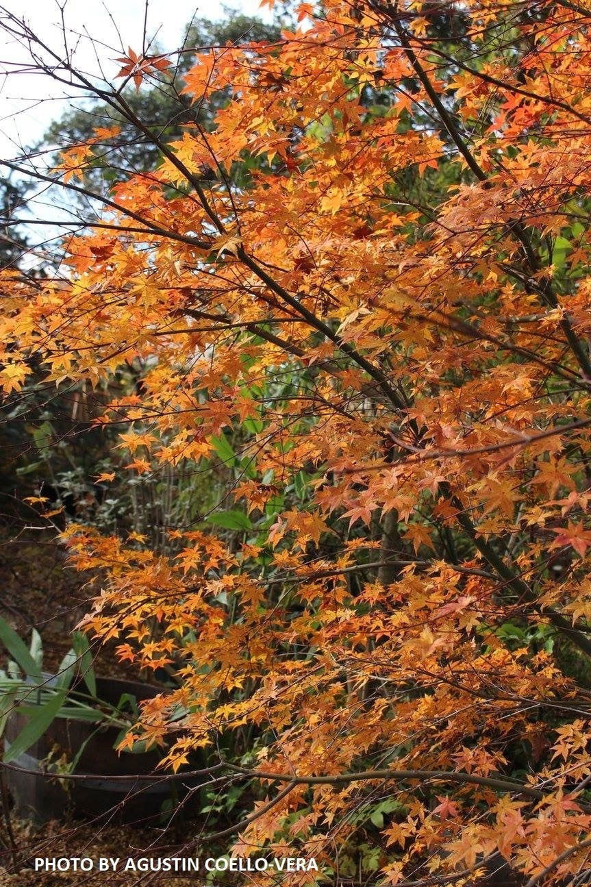 Buy Acer palmatum 'Chisio Imrpoved' Red Japanese Maple — Mr Maple │ Buy ...
