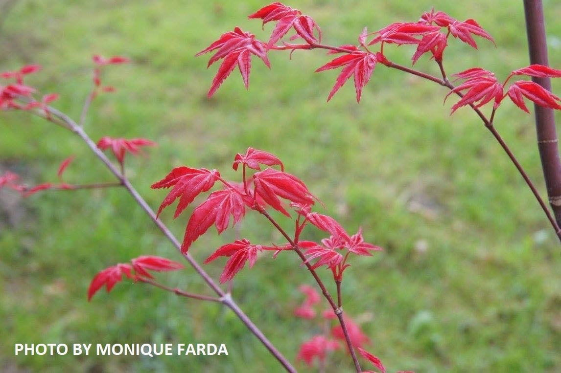 Buy Acer palmatum 'Chisio Imrpoved' Red Japanese Maple — Mr Maple │ Buy ...