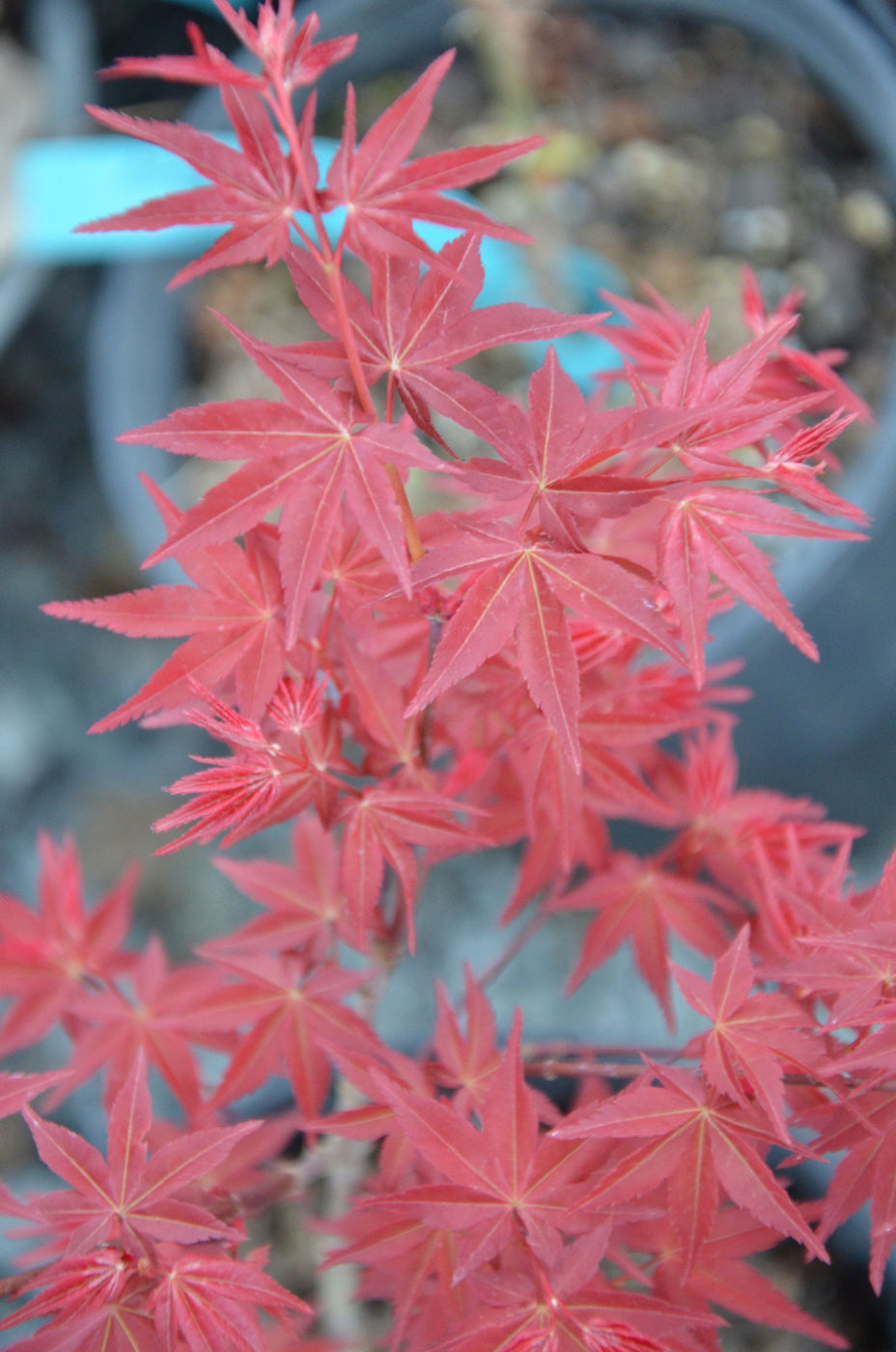 Buy Acer palmatum 'Chisio Imrpoved' Red Japanese Maple — Mr Maple │ Buy ...