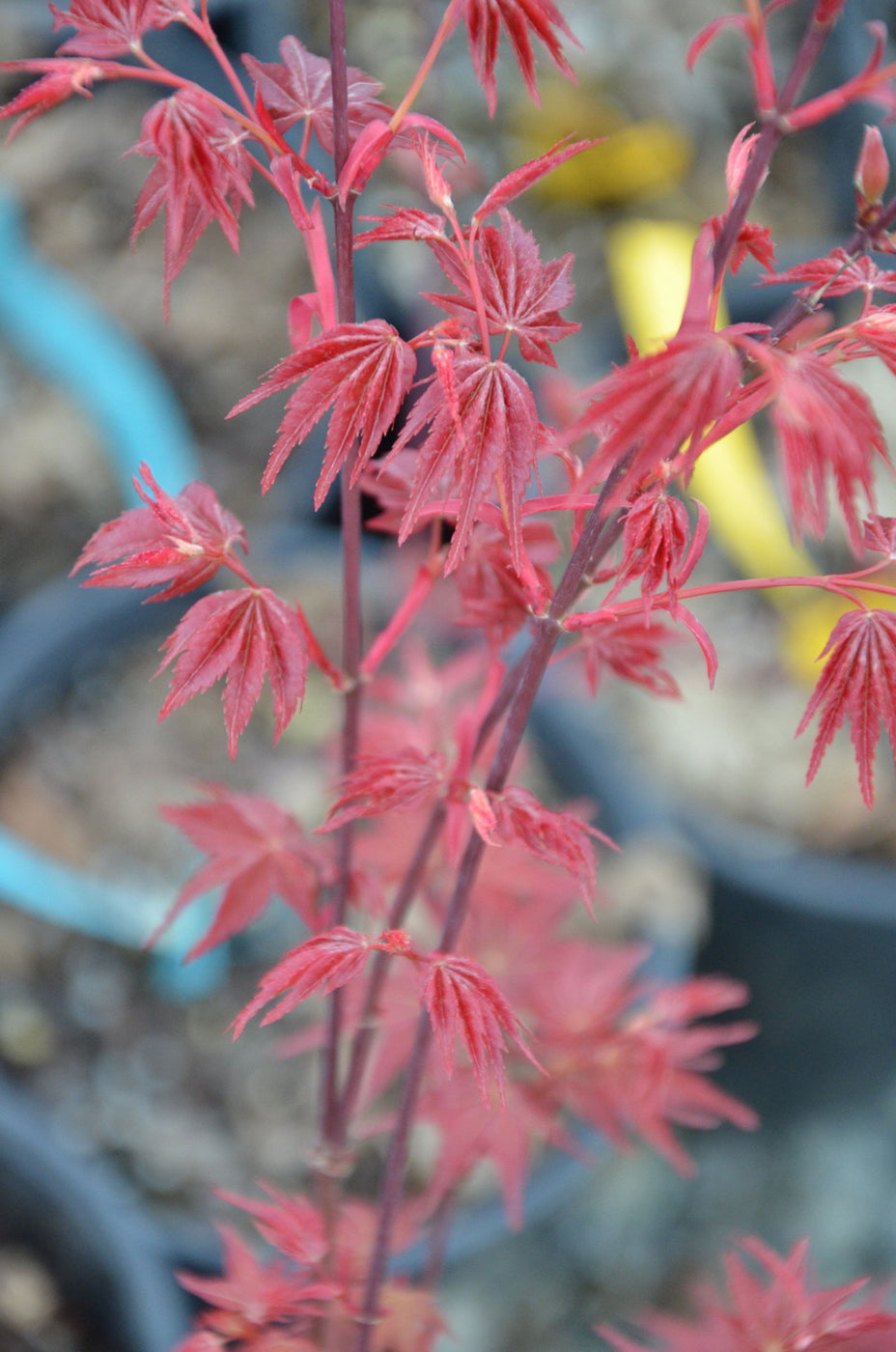 Buy Acer palmatum 'Chisio Imrpoved' Red Japanese Maple — Mr Maple │ Buy ...