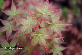 Buy Acer palmatum 'Chisio Imrpoved' Red Japanese Maple — Mr Maple │ Buy ...