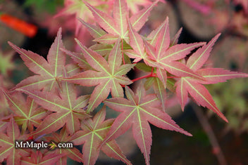 Buy Acer palmatum 'Chisio Imrpoved' Red Japanese Maple — Mr Maple │ Buy ...