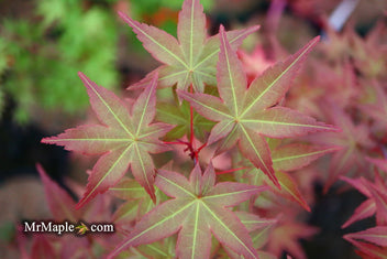 Buy Acer palmatum 'Chisio Imrpoved' Red Japanese Maple — Mr Maple │ Buy ...