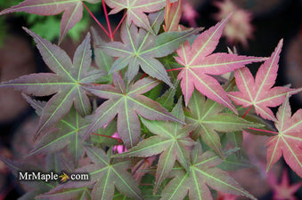 Buy Acer palmatum 'Chisio Imrpoved' Red Japanese Maple — Mr Maple │ Buy ...