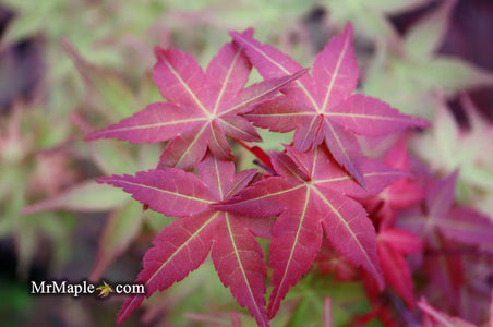 Buy Acer palmatum 'Chisio Imrpoved' Red Japanese Maple — Mr Maple │ Buy ...