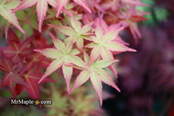 Buy Acer palmatum 'Chisio Imrpoved' Red Japanese Maple — Mr Maple │ Buy ...