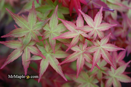 Buy Acer palmatum 'Chisio Imrpoved' Red Japanese Maple — Mr Maple │ Buy ...