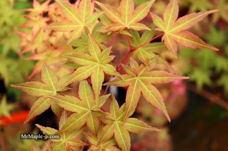 Buy Acer palmatum 'Chisio Imrpoved' Red Japanese Maple — Mr Maple │ Buy ...