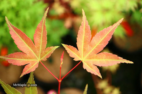 Buy Acer palmatum 'Chisio Imrpoved' Red Japanese Maple — Mr Maple │ Buy ...