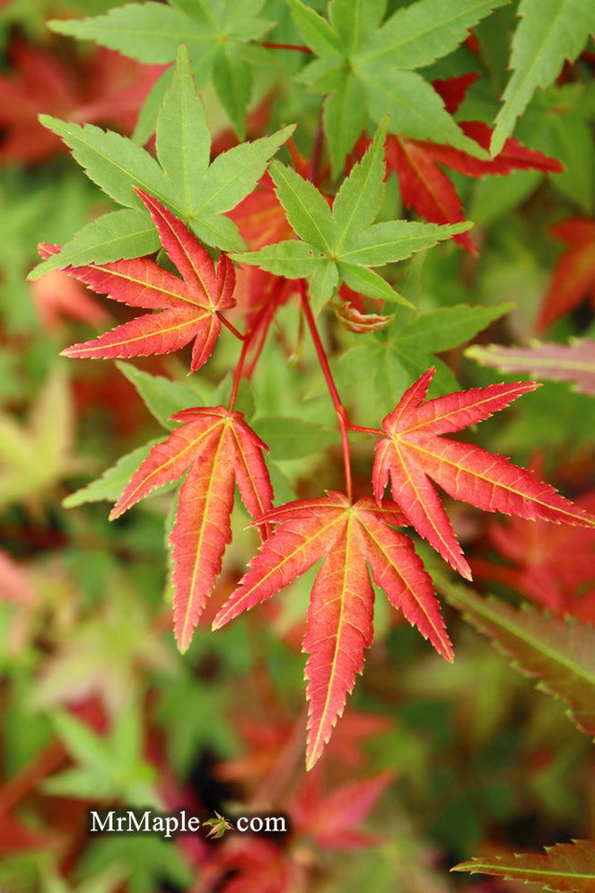 Buy Acer palmatum 'Chisio Imrpoved' Red Japanese Maple — Mr Maple │ Buy ...