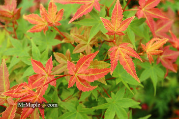 Buy Acer palmatum 'Chisio Imrpoved' Red Japanese Maple — Mr Maple │ Buy ...