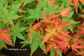 Buy Acer palmatum 'Chisio Imrpoved' Red Japanese Maple — Mr Maple │ Buy ...