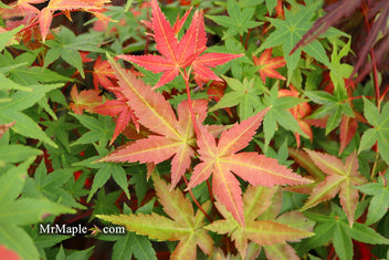 Buy Acer palmatum 'Chisio Imrpoved' Red Japanese Maple — Mr Maple │ Buy ...