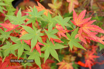 Buy Acer palmatum 'Chisio Imrpoved' Red Japanese Maple — Mr Maple │ Buy ...