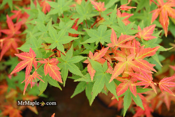 Buy Acer palmatum 'Chisio Imrpoved' Red Japanese Maple — Mr Maple │ Buy ...